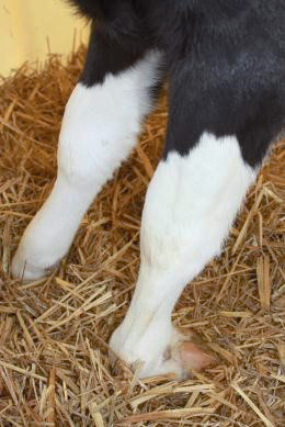 Leg splint for calves - Ukal