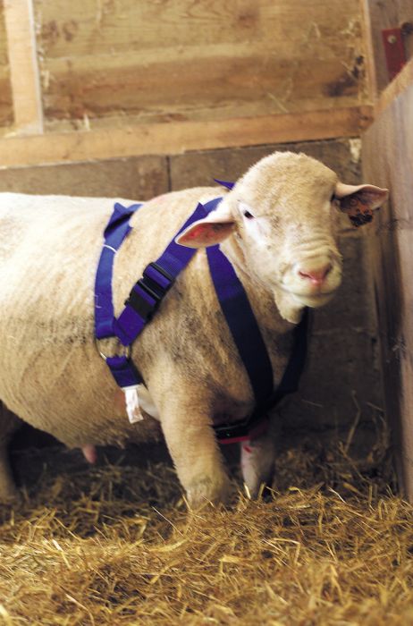 Super nylon ram marking harness - Ukal