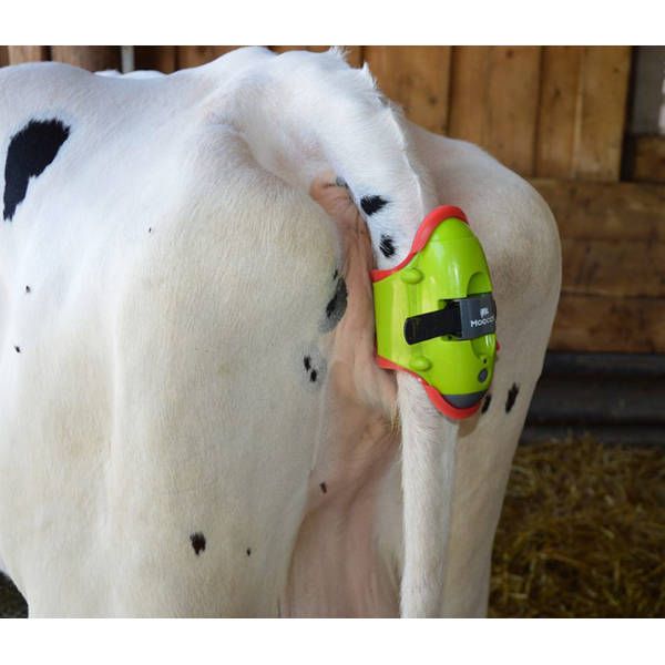 MOOCALL - Calving sensor - Ukal