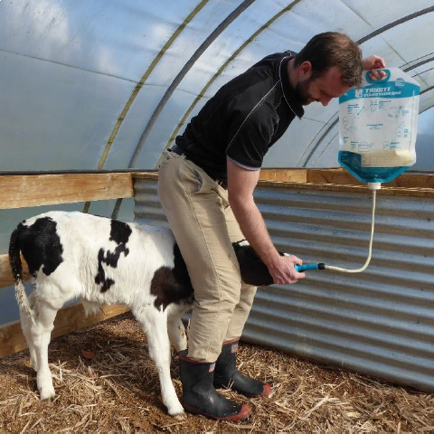 Colostrum bags*10 ANTAHI – Calf feeding - Ukal